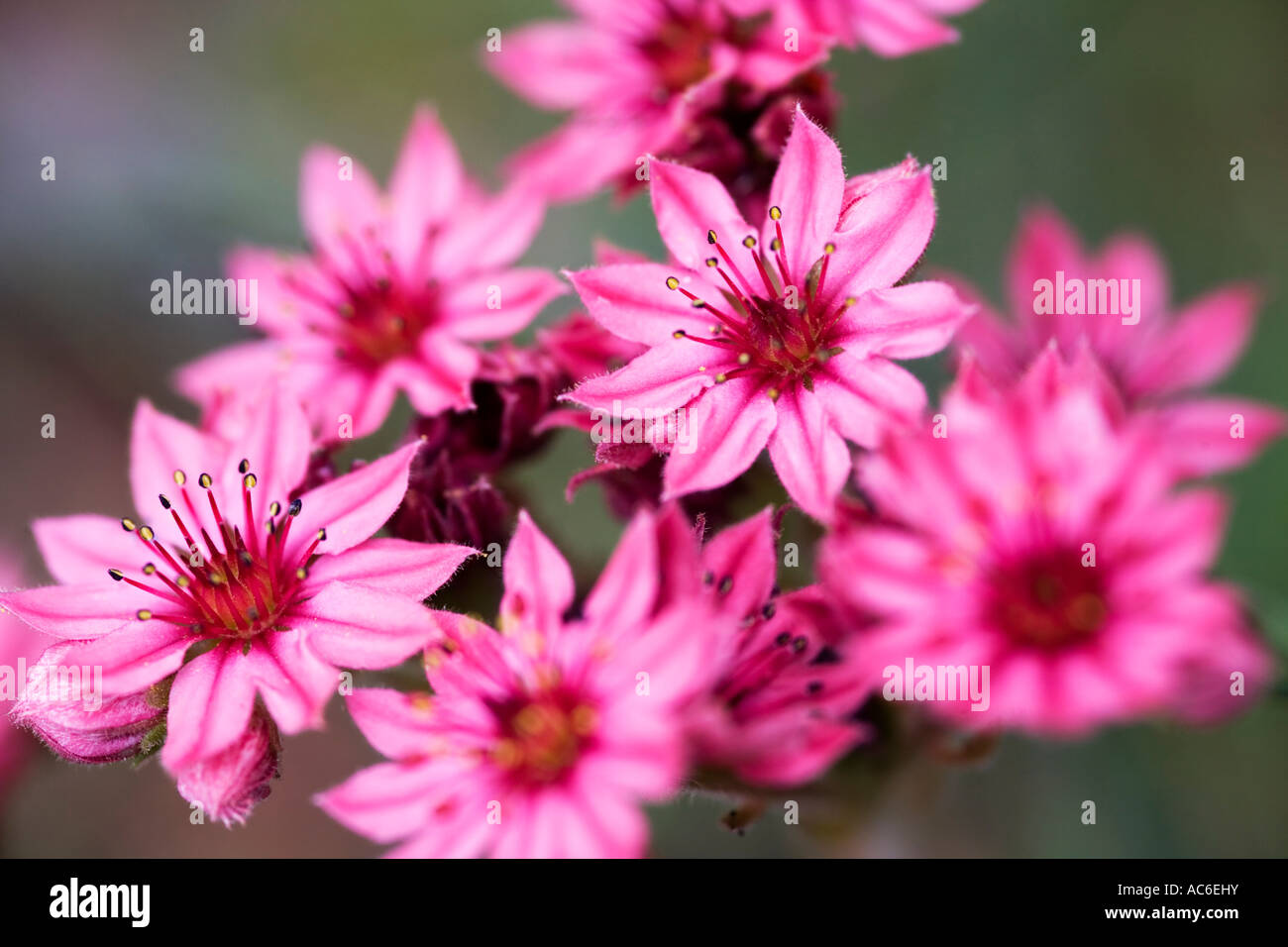 Pink Spider Sedum flower - succulent flower Stock Photo - Alamy