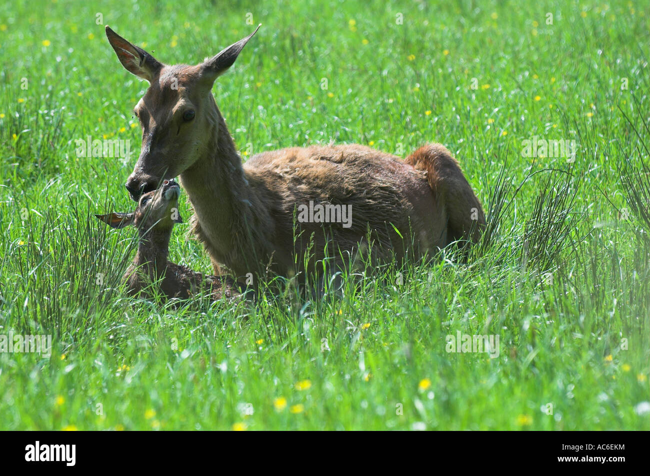 Birthing deer hi-res stock photography and images - Alamy