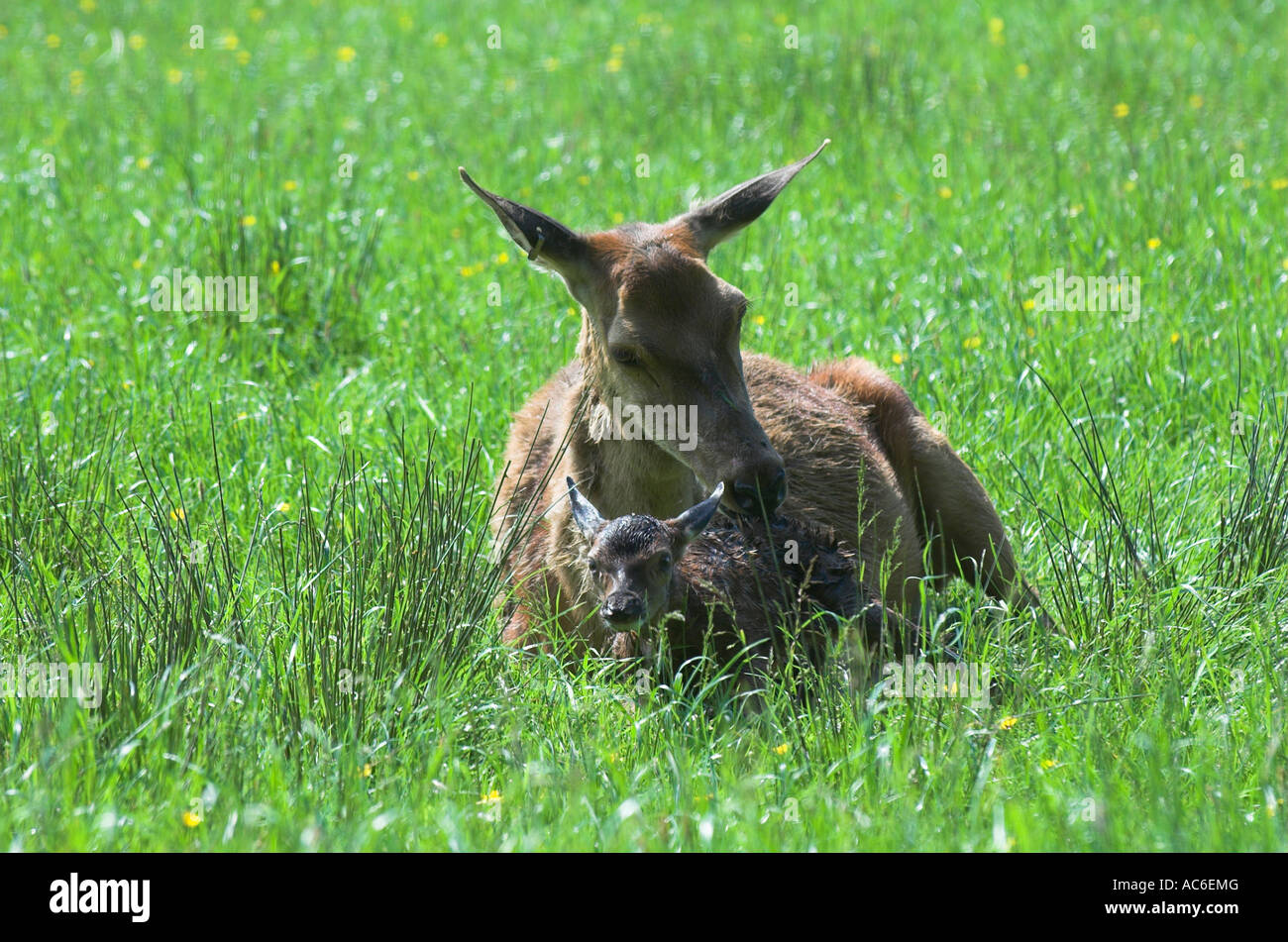 Calf and hind hi-res stock photography and images - Alamy