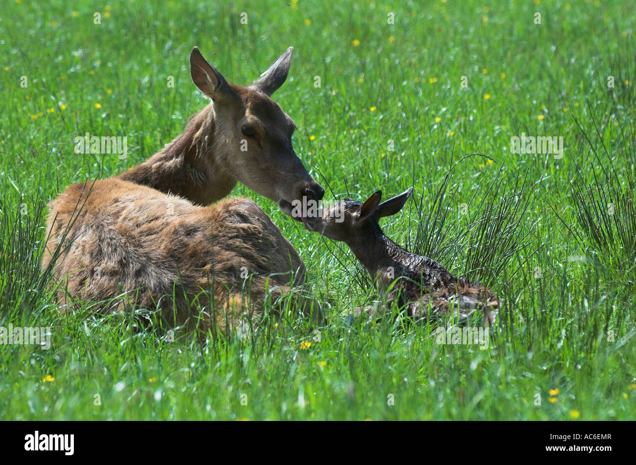 Birthing deer hi-res stock photography and images - Alamy