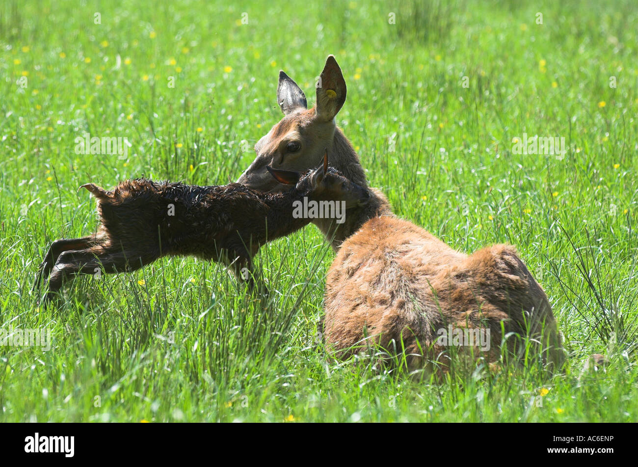 Steps step new born hi-res stock photography and images - Alamy