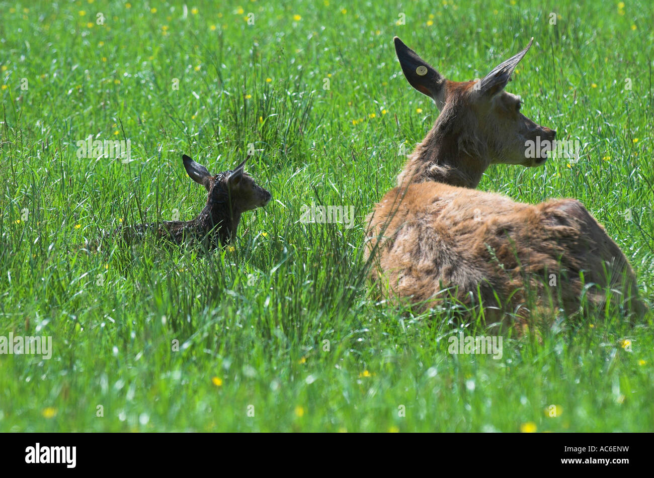 Steps step new born hi-res stock photography and images - Alamy