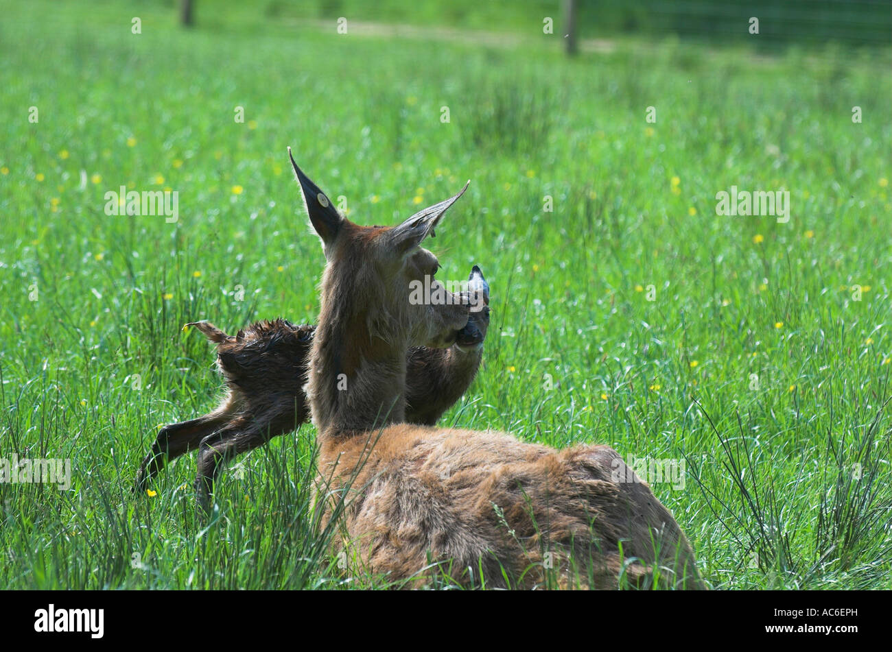 Steps step new born hi-res stock photography and images - Alamy