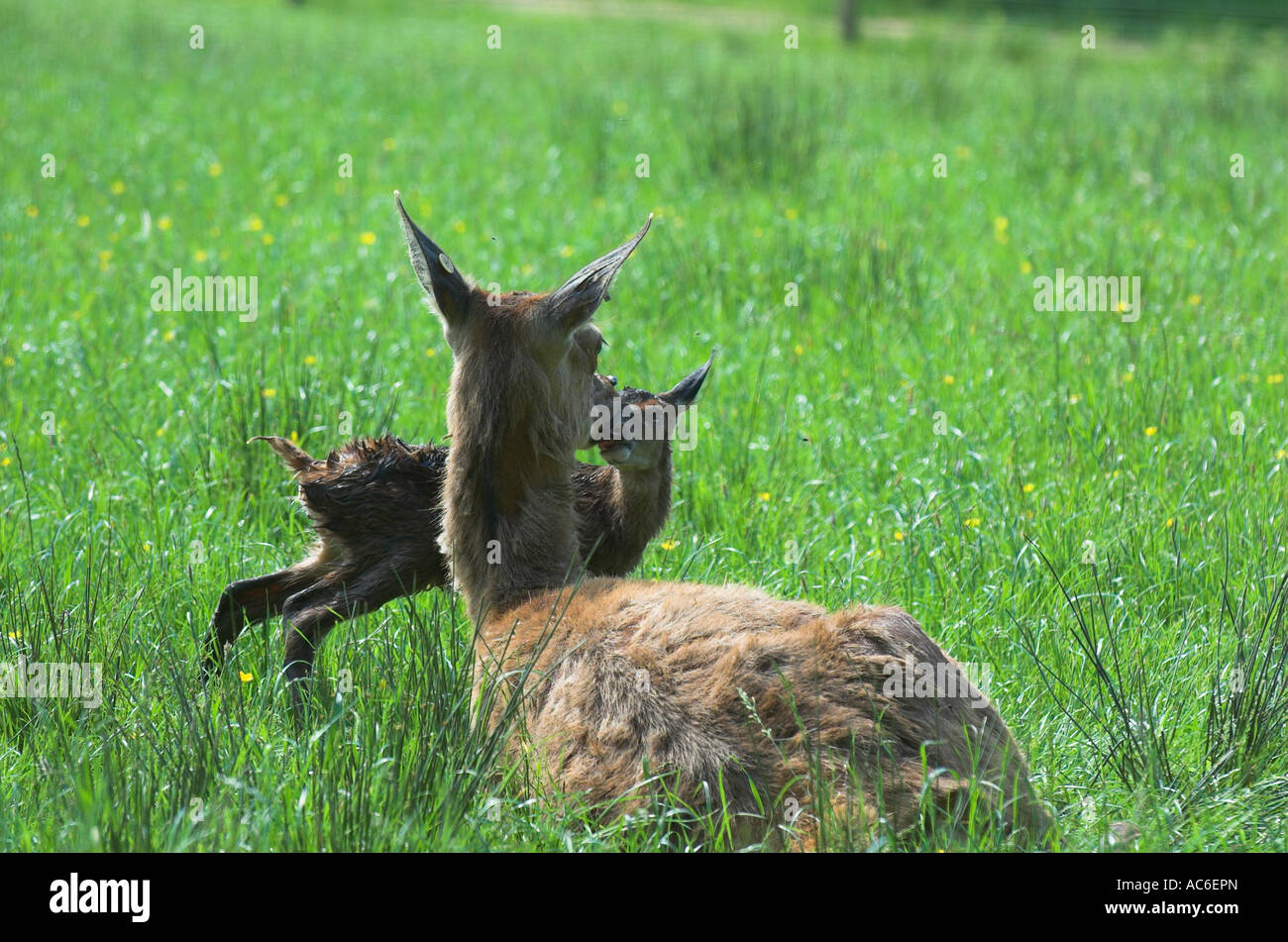 Steps step new born hi-res stock photography and images - Alamy