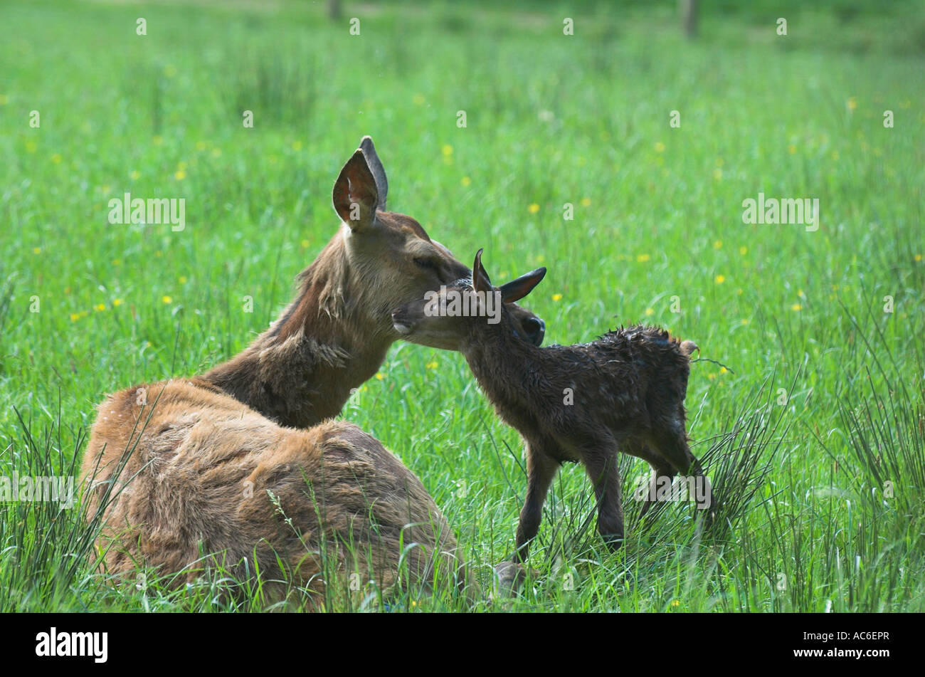 Newly born calf hi-res stock photography and images - Alamy