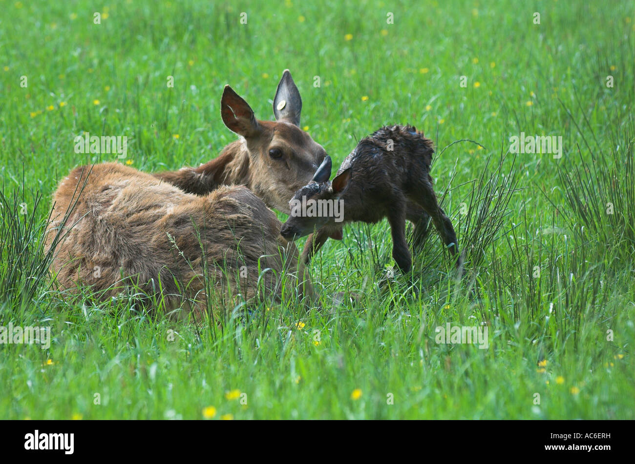 Birthing deer hi-res stock photography and images - Alamy