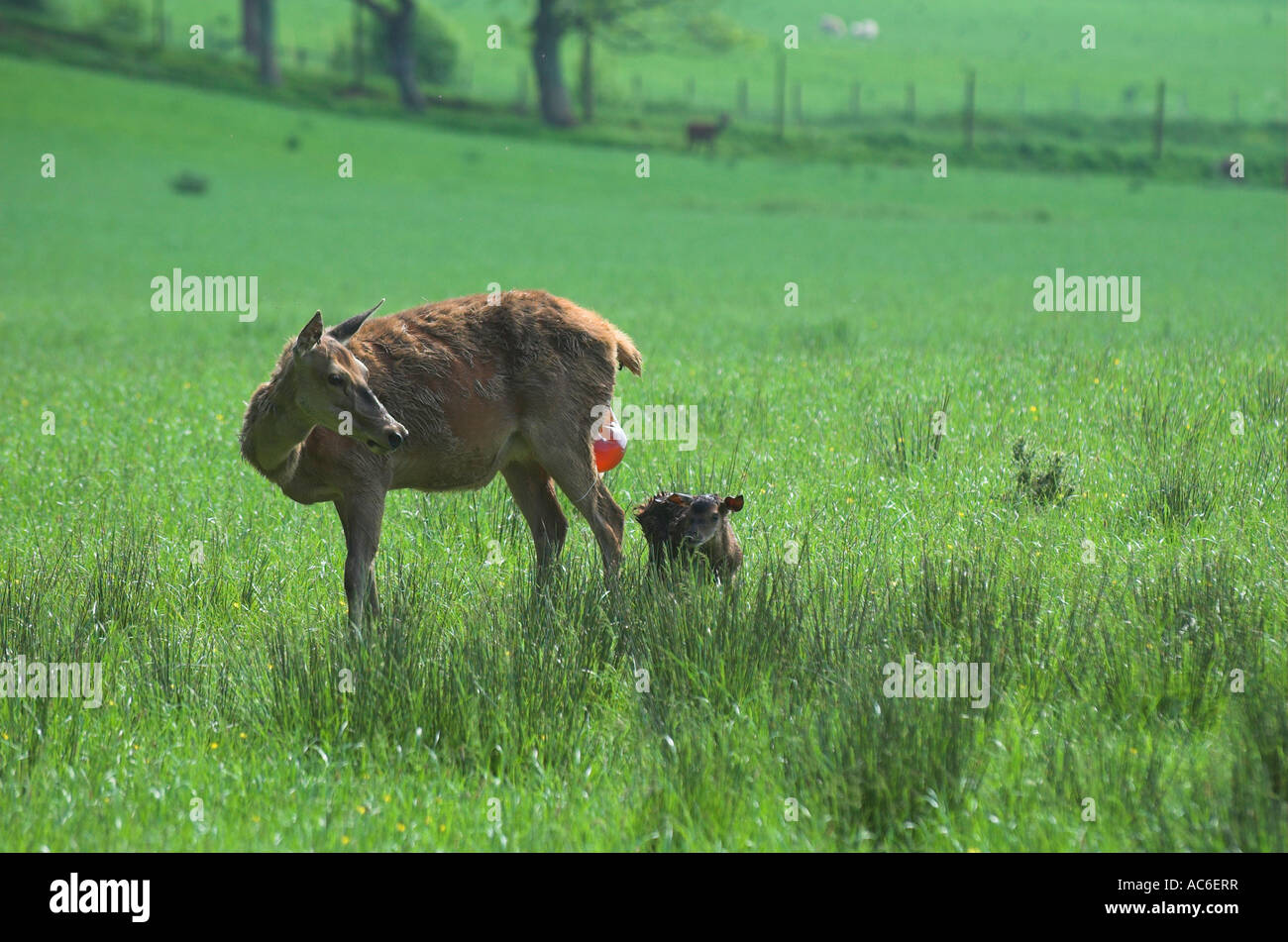 Birthing deer hi-res stock photography and images - Alamy