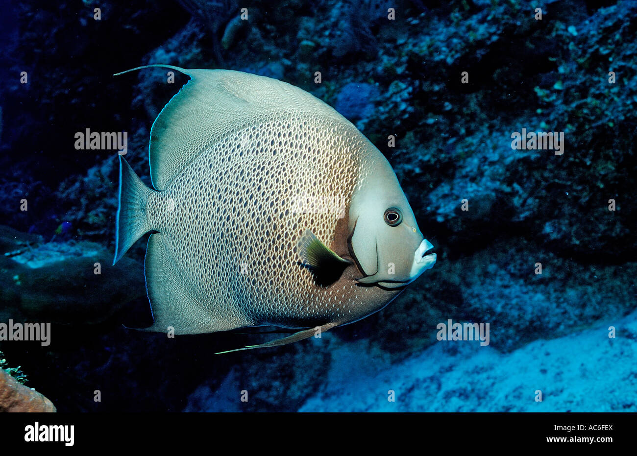 Gray angelfish Pomacanthus arcuatus Bahamas Atlantic Ocean Stock Photo ...