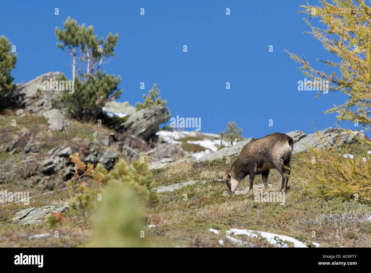 Chamoix above Martello valley, Alto Adige, Italy Stock Photo - Alamy