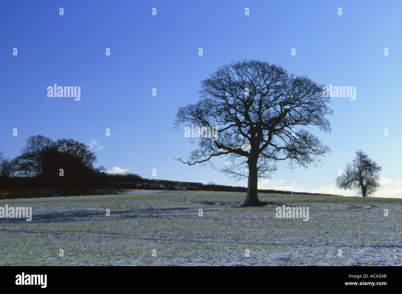 Oak Tree Quercus robur in Field in Winter 4 Season Sequence Part 4 ...