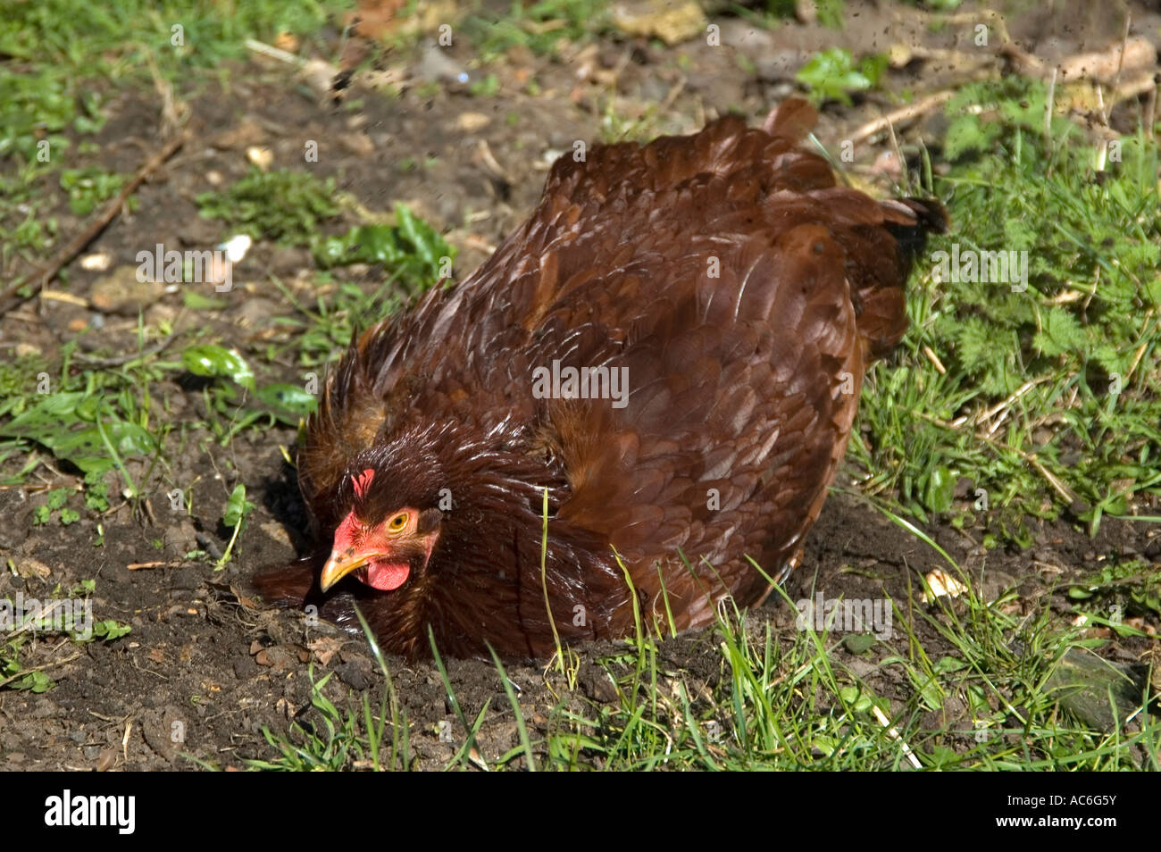 Dust bathing chicken Stock Photo - Alamy