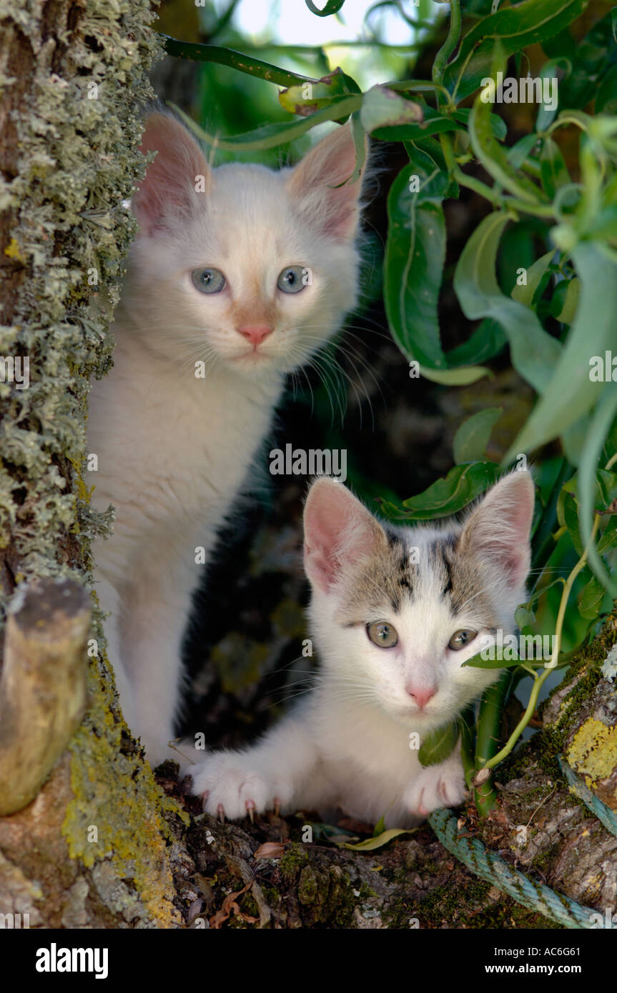 France Southwest Two kittens in a tree Stock Photo - Alamy