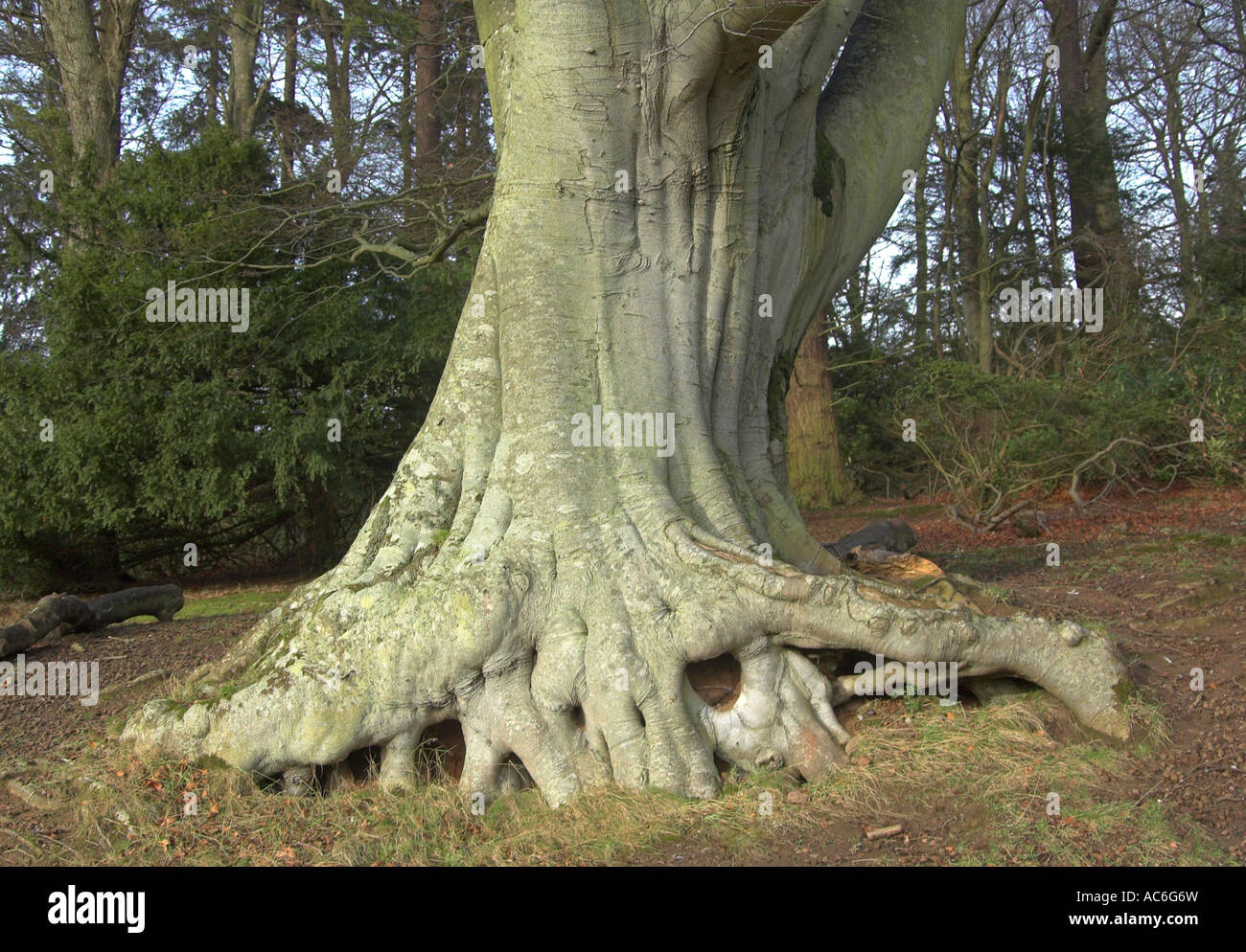 Beech tree trunk Fagus sylvatica Stock Photo - Alamy