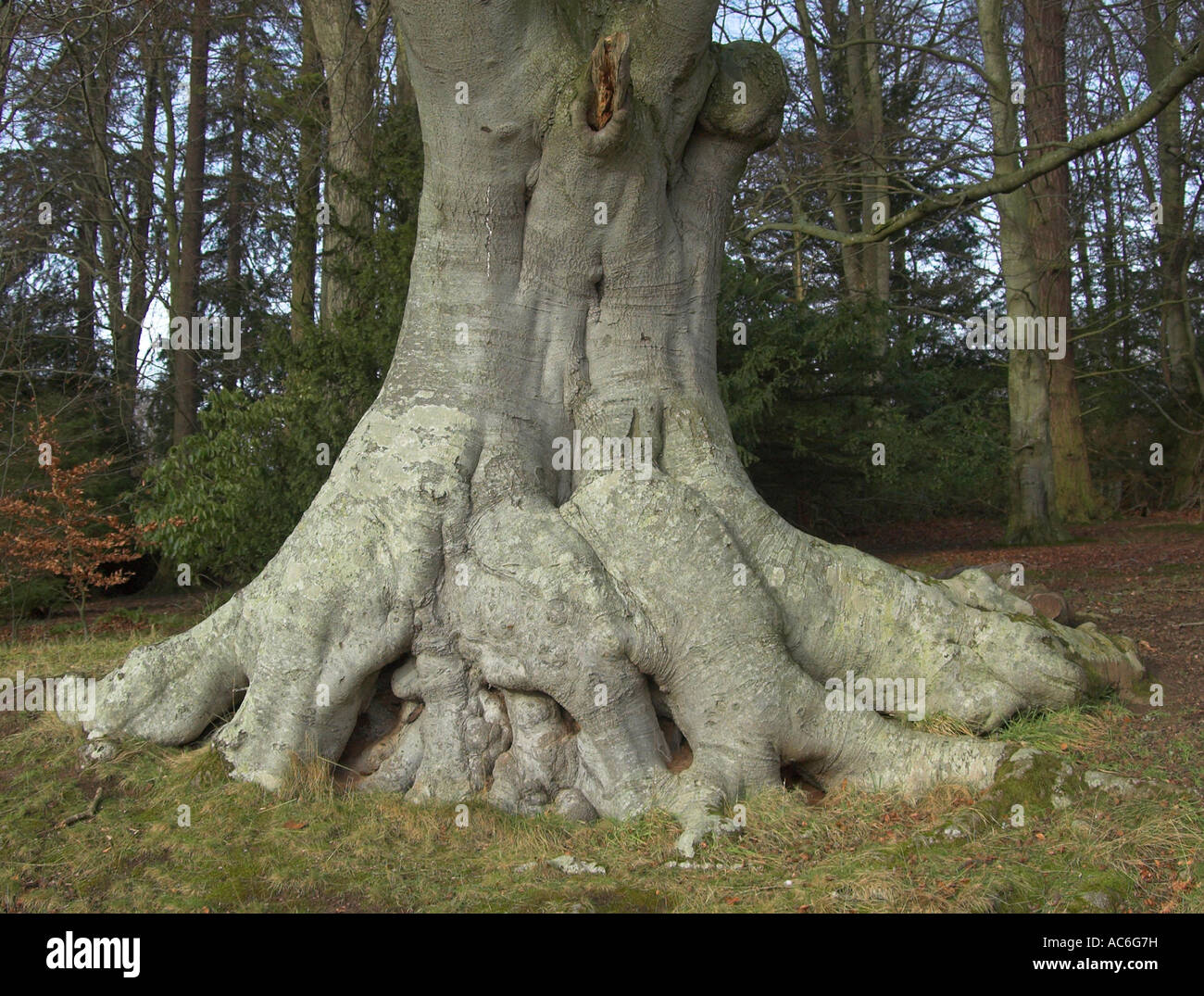 Beech tree trunk Fagus sylvatica Stock Photo - Alamy