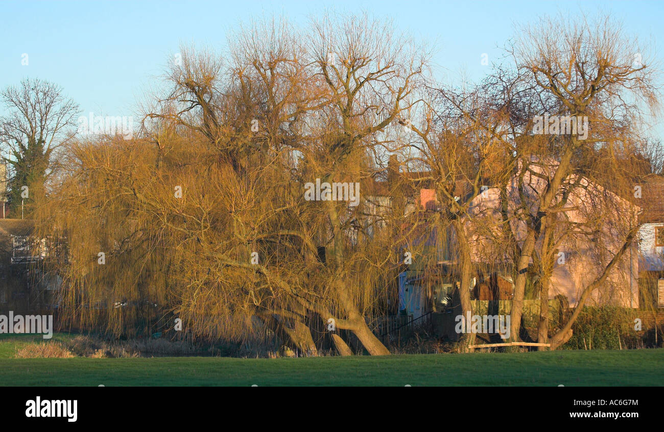 Sunset lit willows Salix spp Stock Photo - Alamy