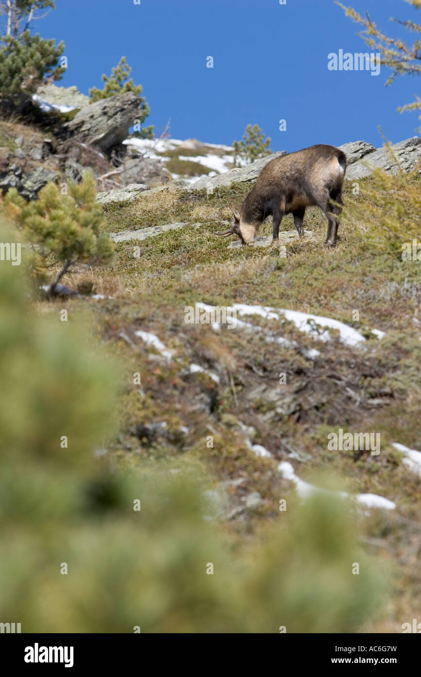Chamoix above Martello valley, Alto Adige, Italy Stock Photo - Alamy