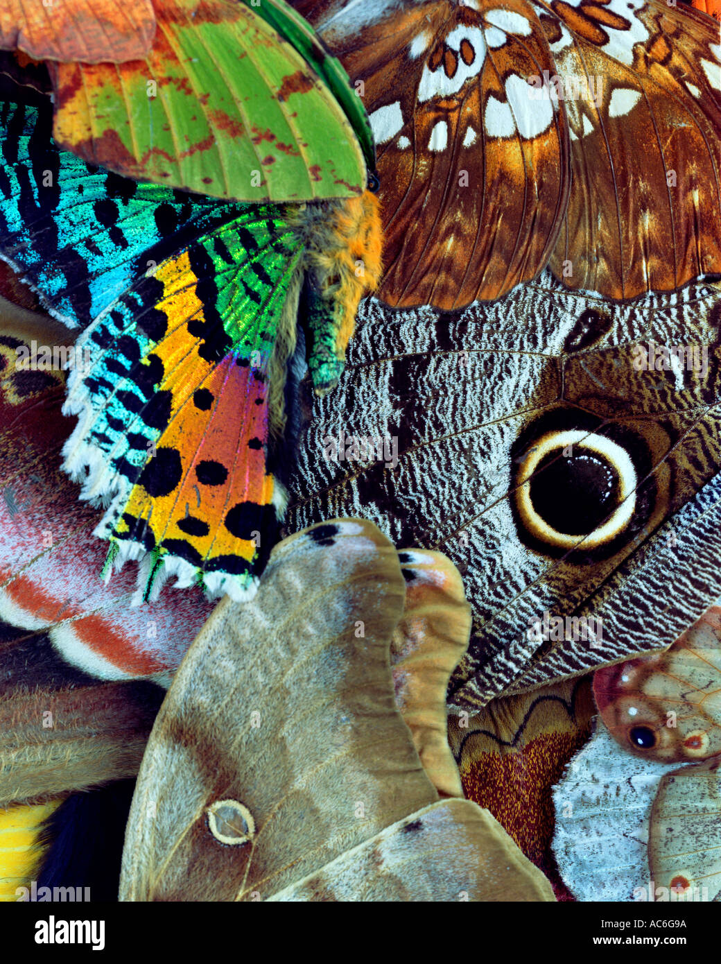 Moths wings hi-res stock photography and images - Alamy