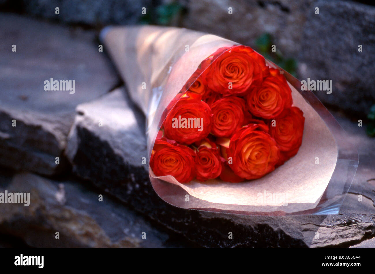 Dozen 12 red roses hi-res stock photography and images - Alamy