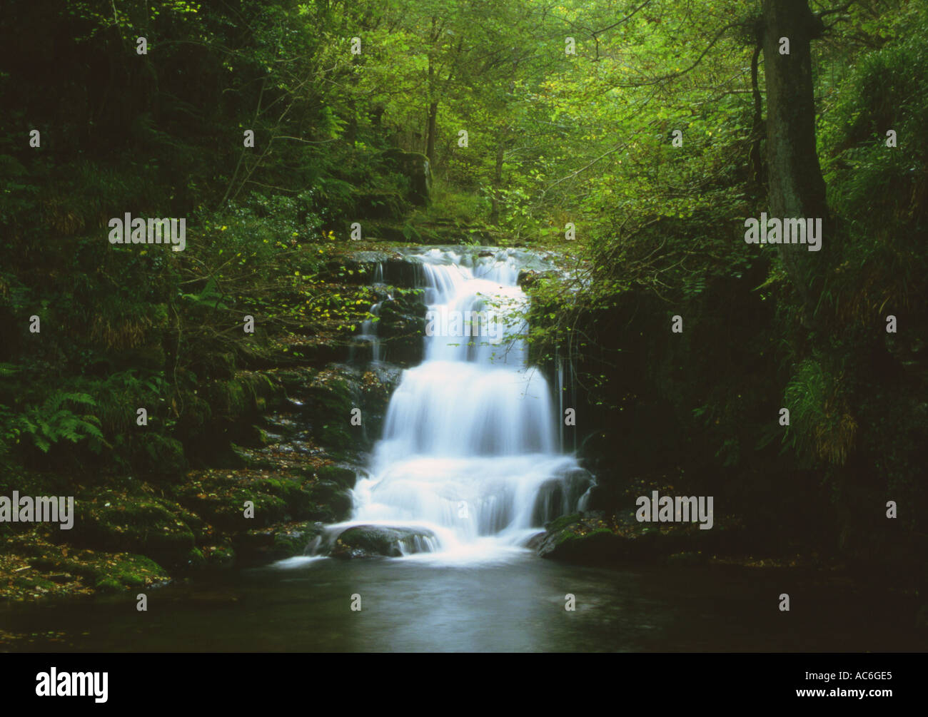 Hoar oak tree exmoor hi-res stock photography and images - Alamy