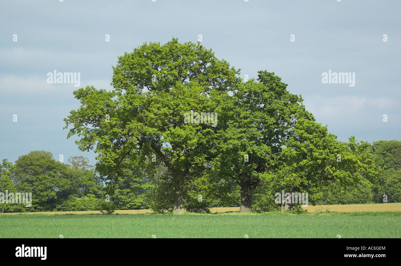 Summer Oak trees Stock Photo - Alamy