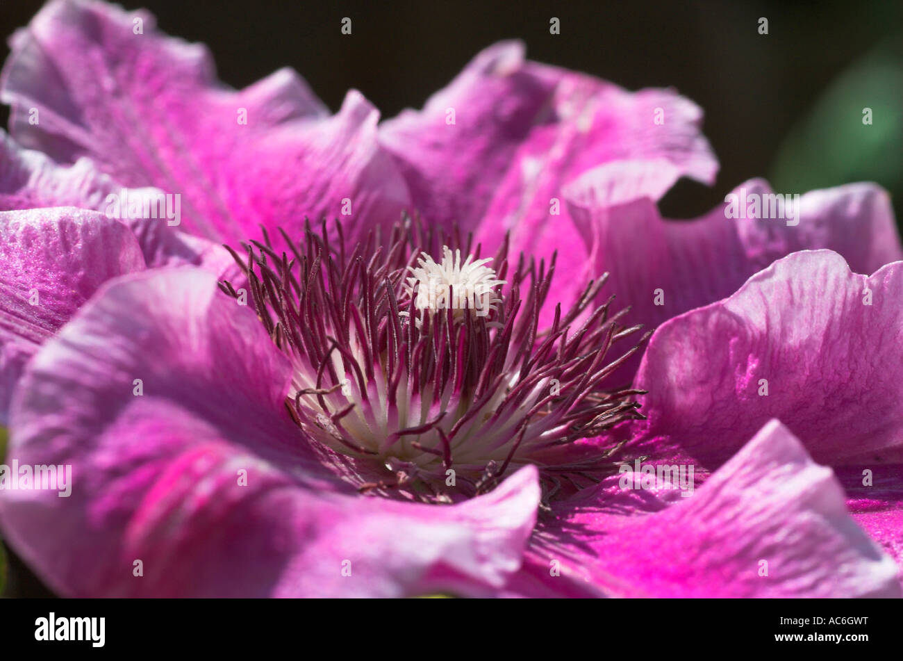 Close up of clematis flower Stock Photo - Alamy