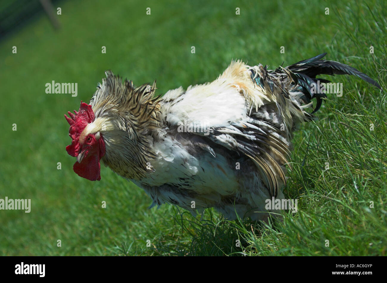 Cockerel shaking itself Stock Photo - Alamy