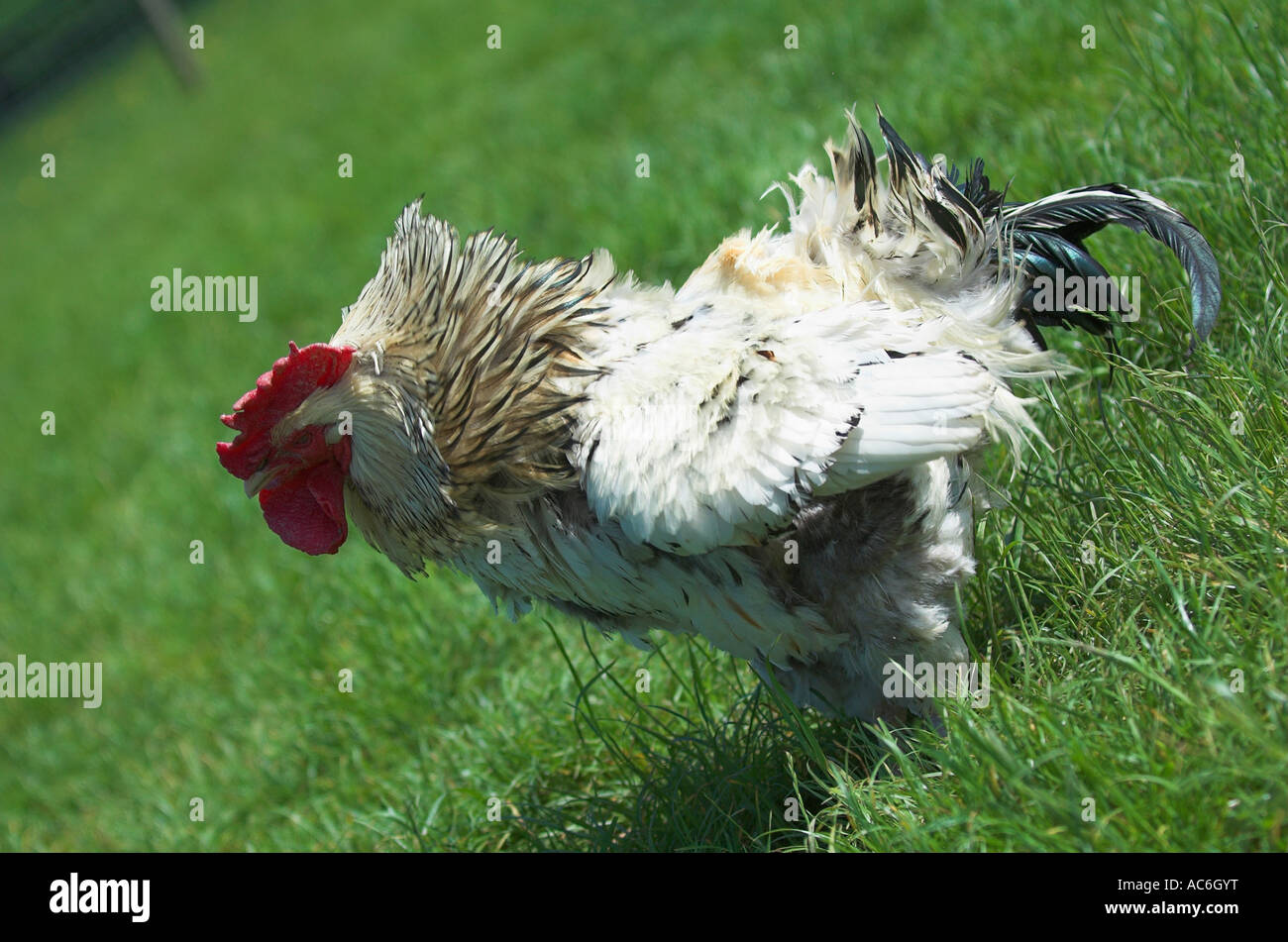 Cockerel shaking itself Stock Photo - Alamy