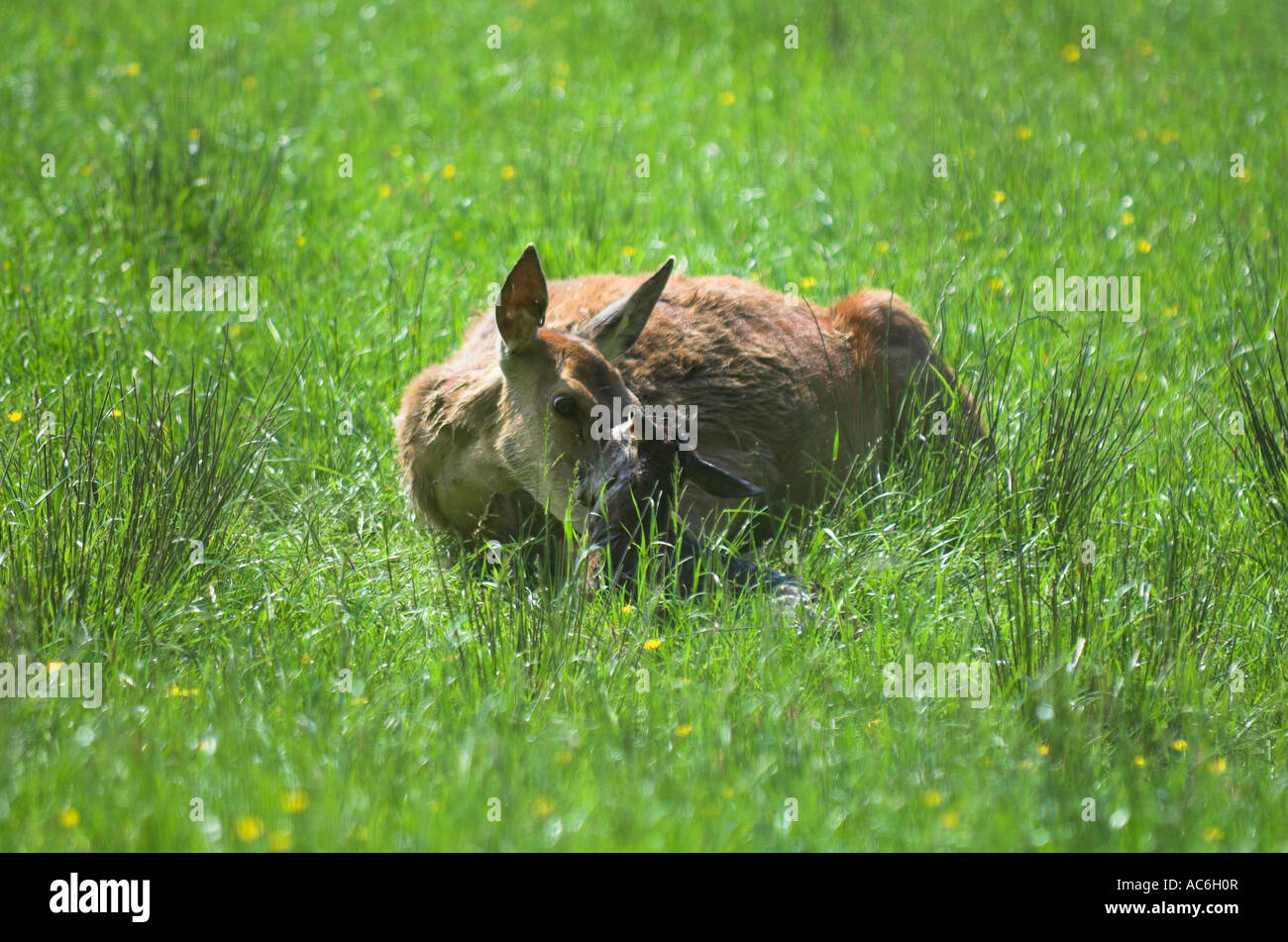 Red deer hind Cervus elaphus tending new born calf Stock Photo - Alamy
