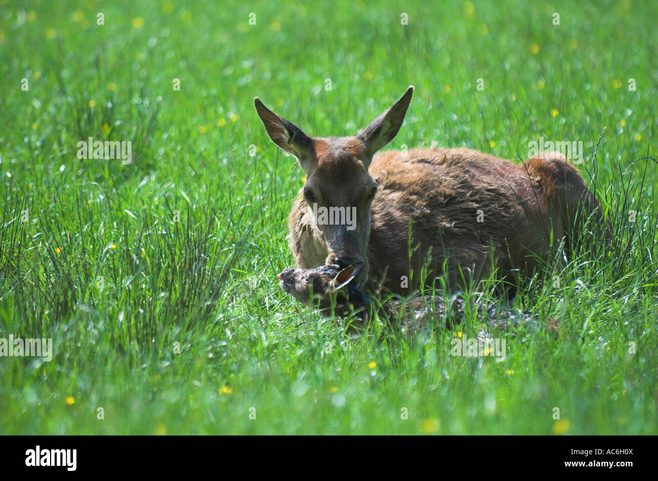 Red deer hind Cervus elaphus tending new born calf Stock Photo - Alamy