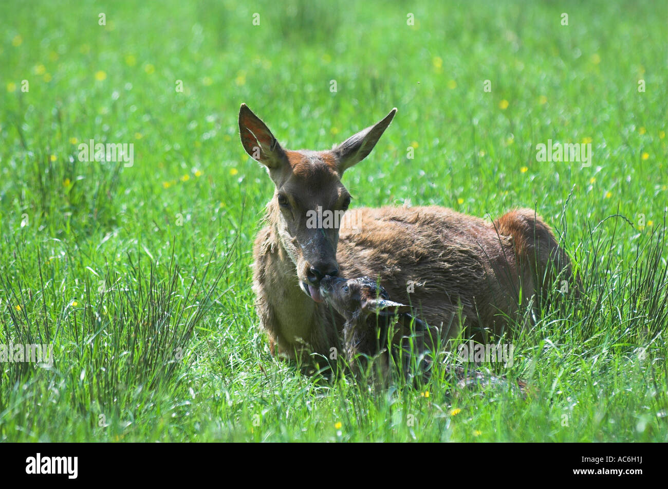 Red deer hind Cervus elaphus tending new born calf Stock Photo - Alamy