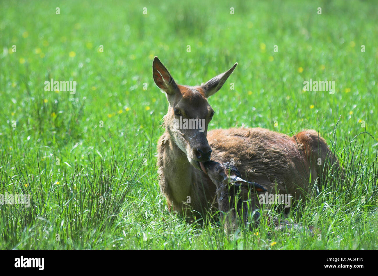Birthing deer hi-res stock photography and images - Alamy