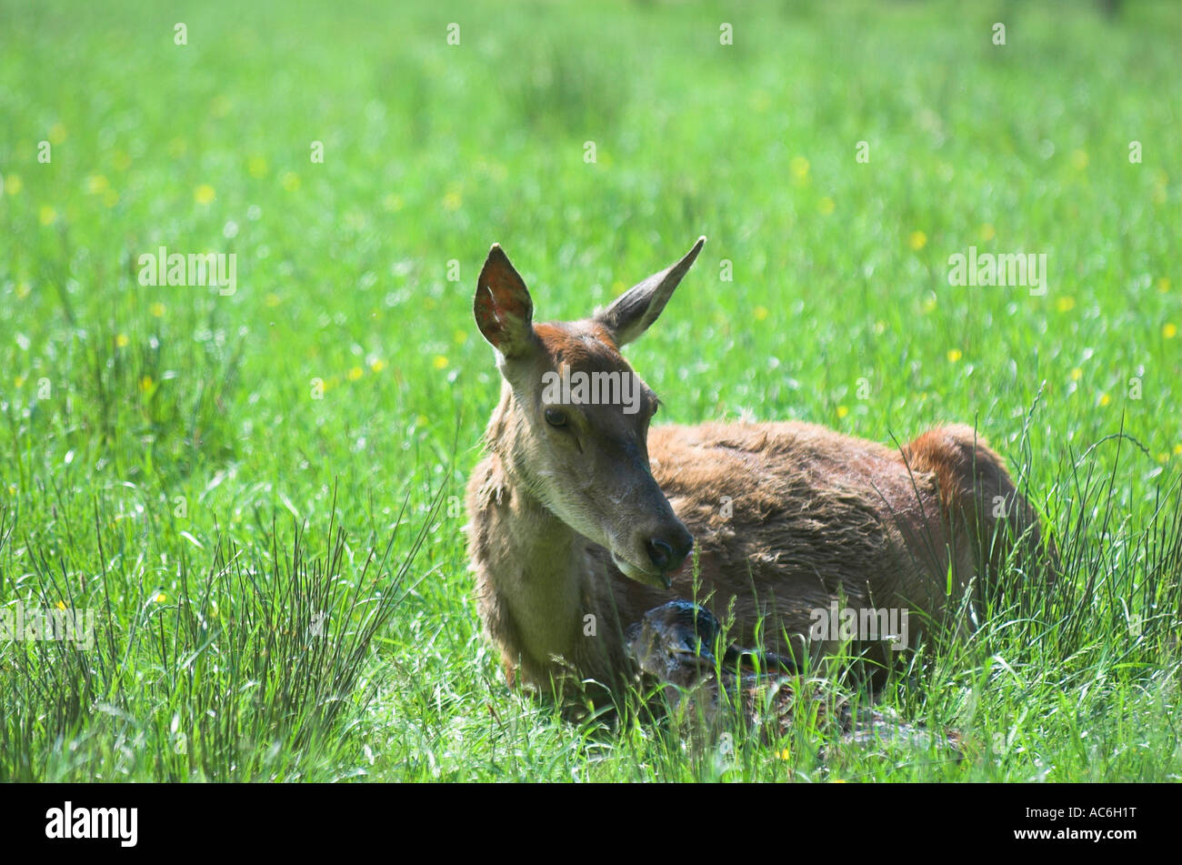 Red deer hind Cervus elaphus tending new born calf Stock Photo - Alamy