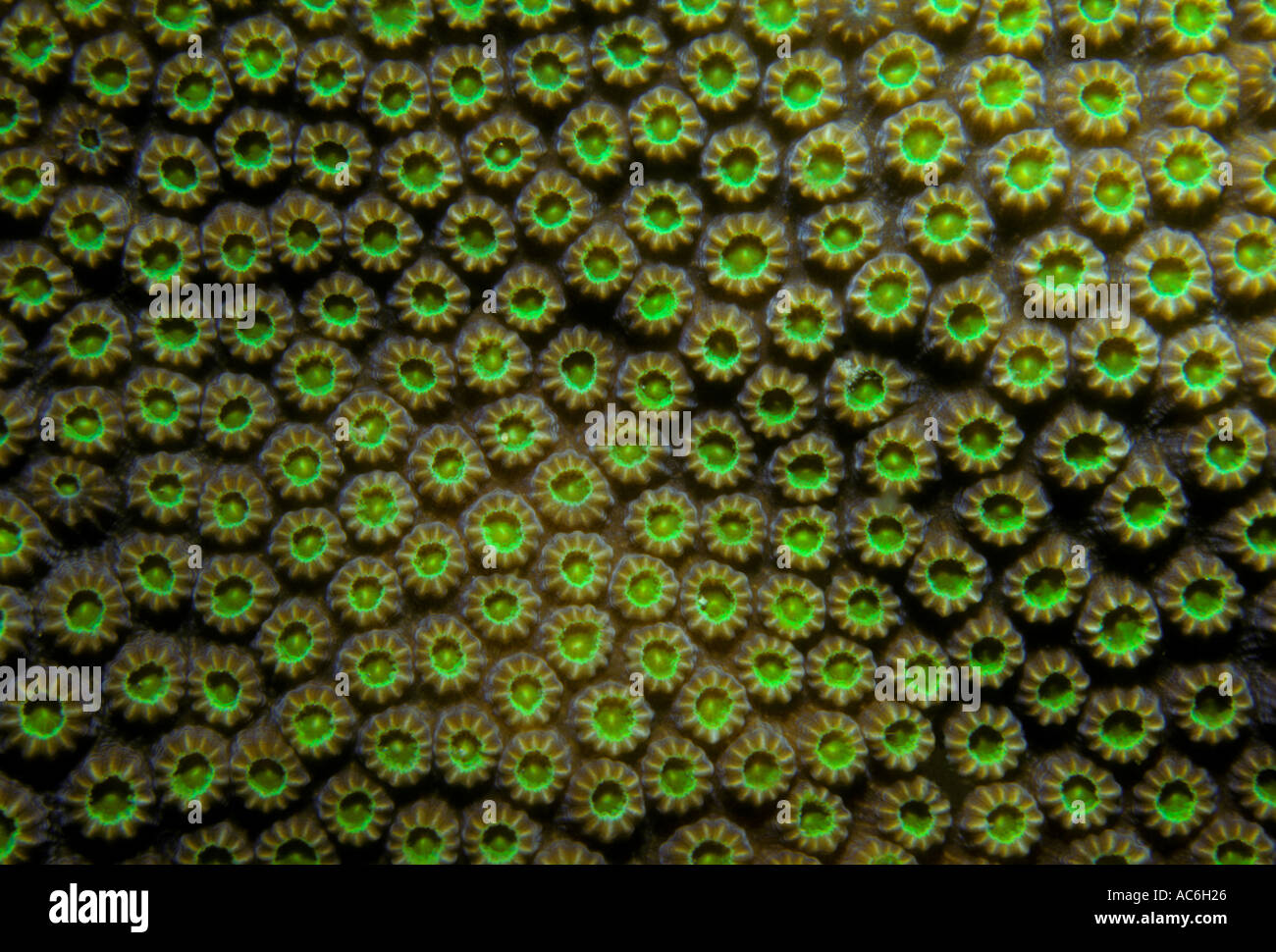 coral polyp, coral polyps, underwater, scuba diving, Pigeon Island ...