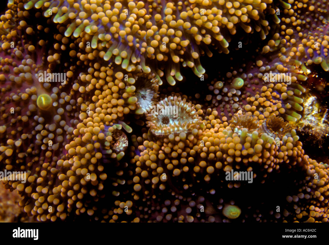 coral polyp, coral polyps, underwater, scuba diving, Pigeon Island ...