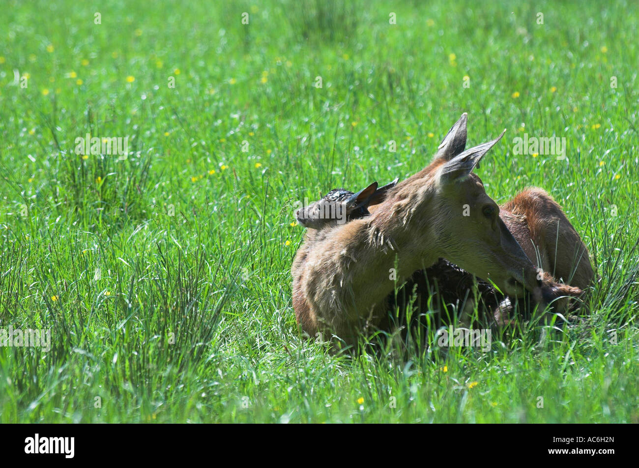 Red deer hind Cervus elaphus tending new born calf Stock Photo - Alamy