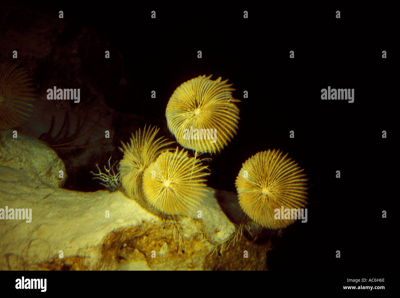 Stalked Crinoid, Feather Star, depth between 500 to 700 feet off the ...