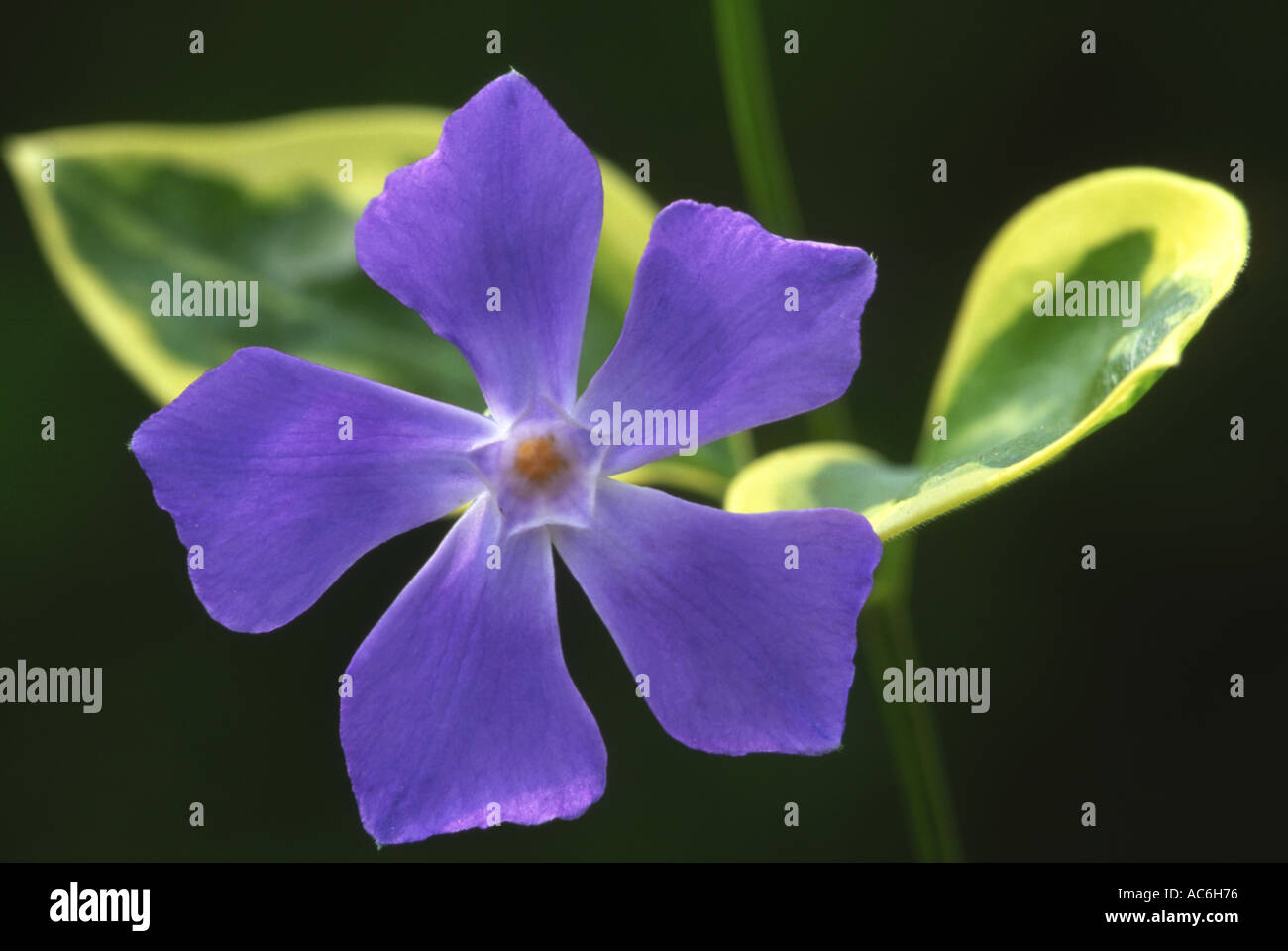 Lesser Periwinkle Vinca minor Stock Photo - Alamy