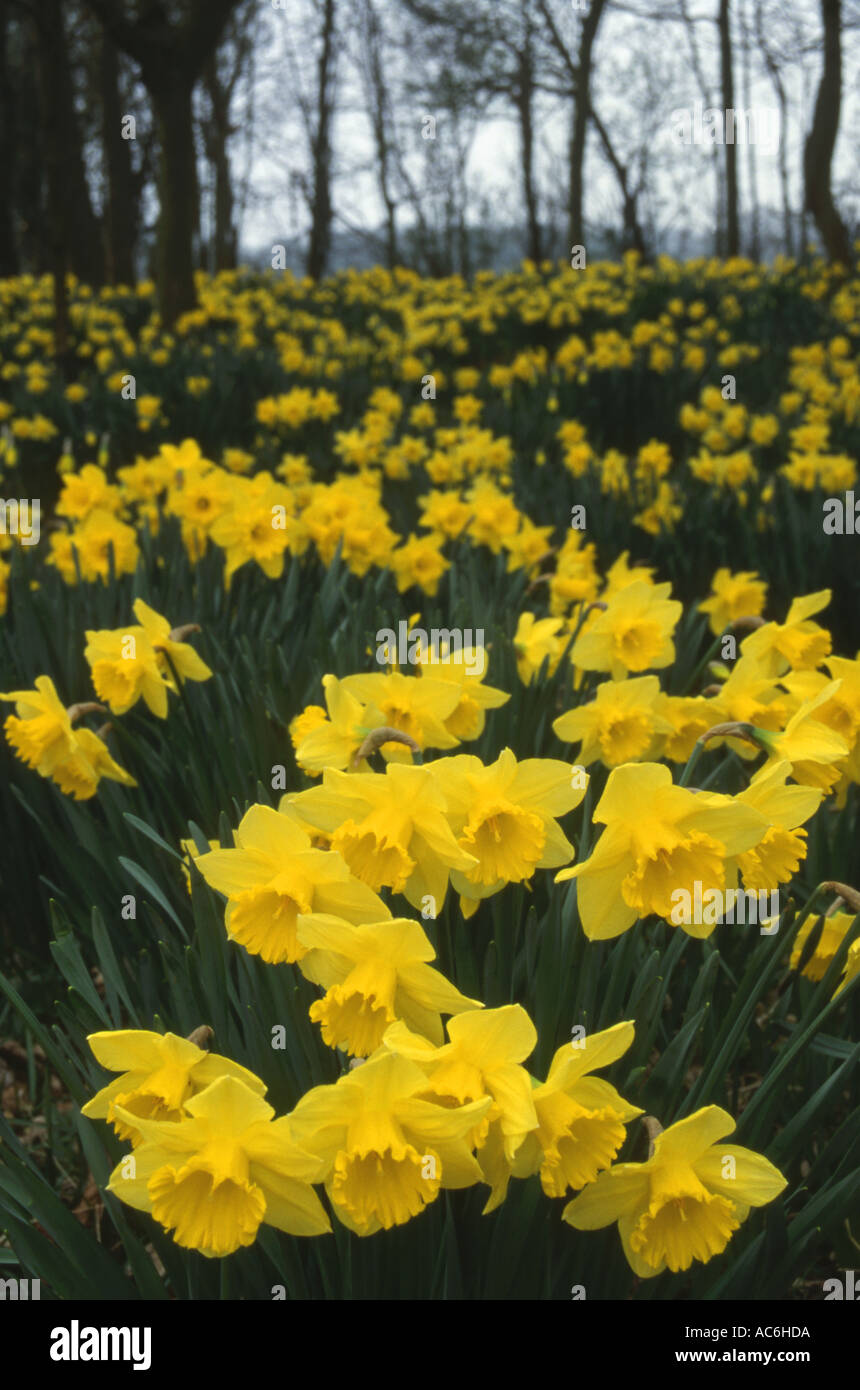 William wordsworth daffodils hi-res stock photography and images - Alamy