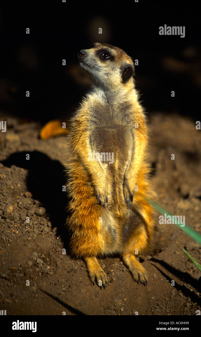 Fort Worth Zoo Texas USA Meerkat Stock Photo - Alamy