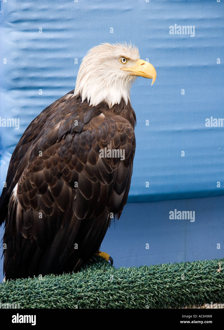 American Bald Eagle as photographed in rehabilitate in June;Alaska;USA ...