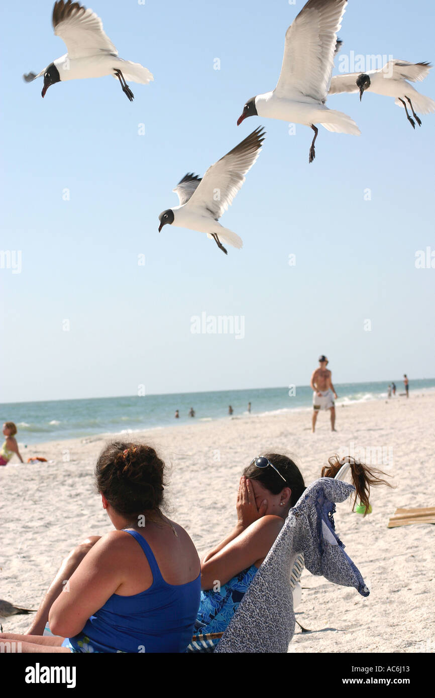 Dive bombing hi-res stock photography and images - Alamy