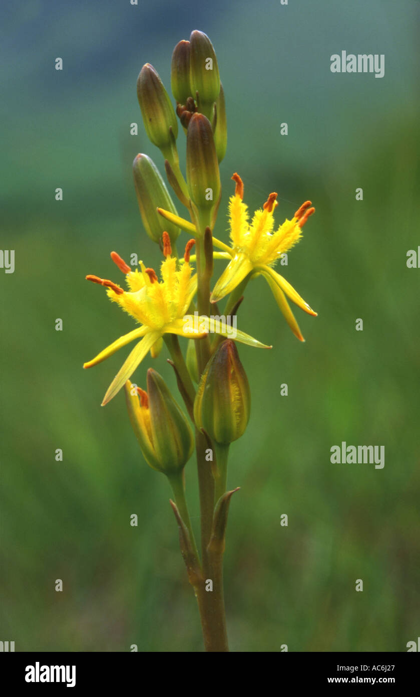 Bog Asphodel Narthecium ossifragum Stock Photo - Alamy