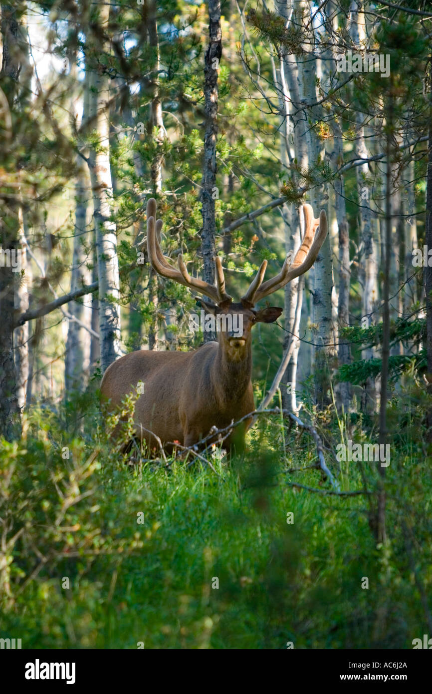 An elk in the woods Stock Photo - Alamy