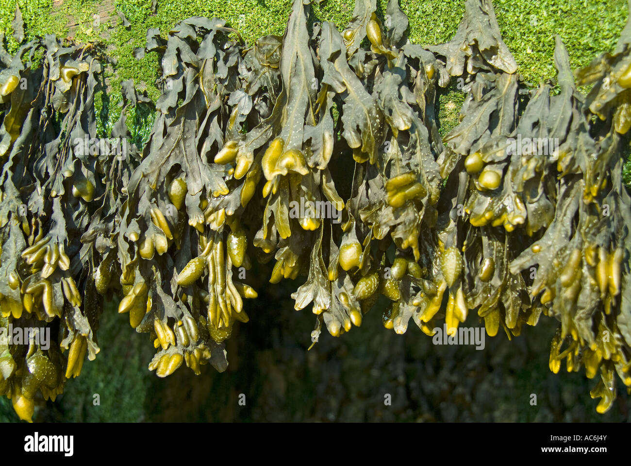 Food in the seaweed at the coast hi-res stock photography and images ...