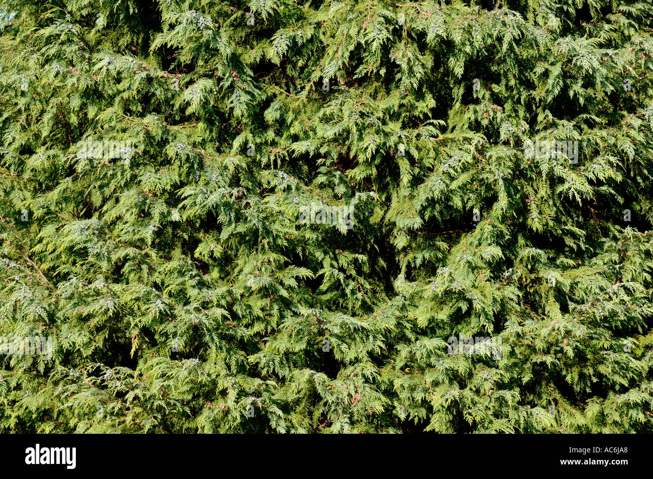 Conifer tree detail Stock Photo - Alamy