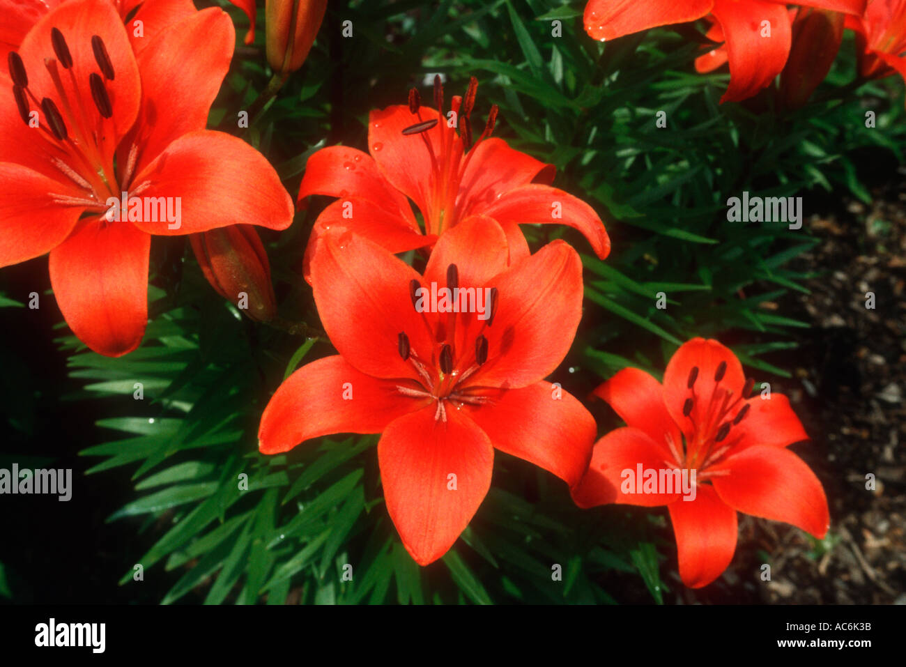 Lily blossoms hi-res stock photography and images - Alamy