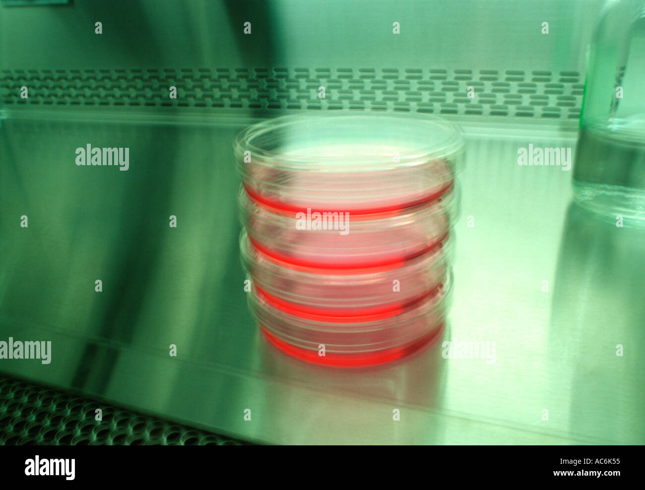 petri dishes grow a biological sample inside a "hood' in a laboratory ...