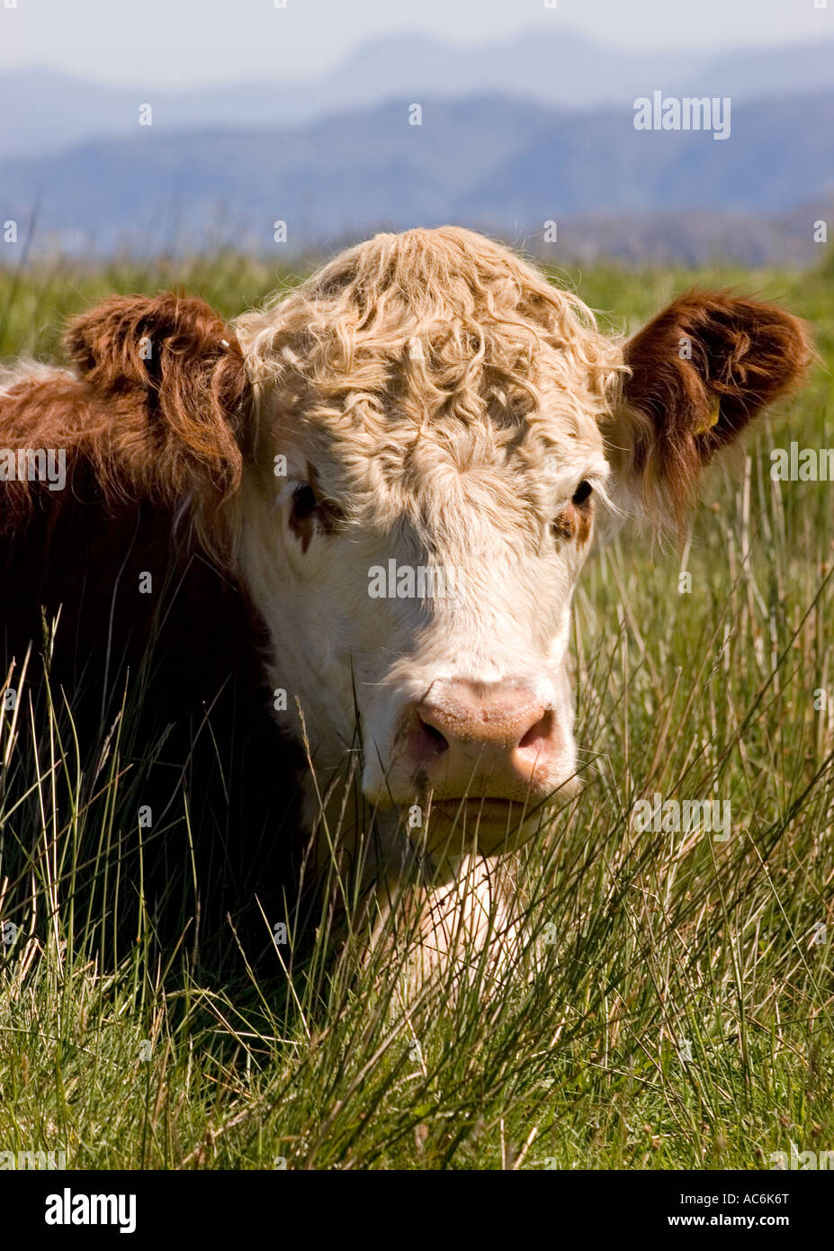 Close-up of cow standing on grass Stock Photo - Alamy
