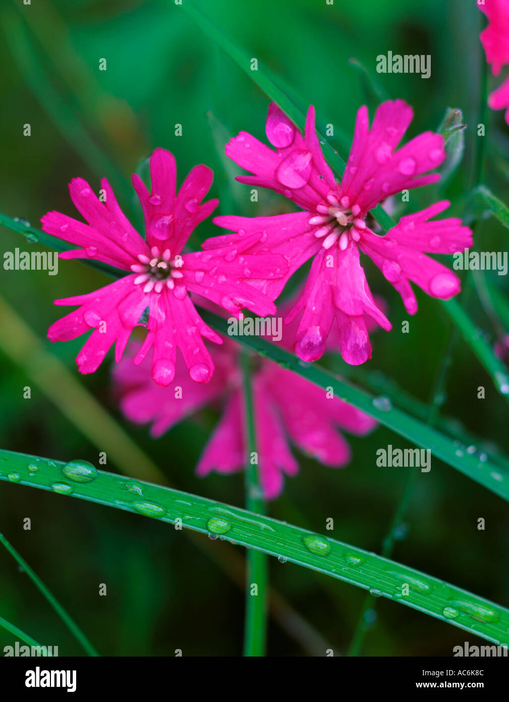 Douglas County, OR: Pink clarkia Clarkia spp in the valley of the ...