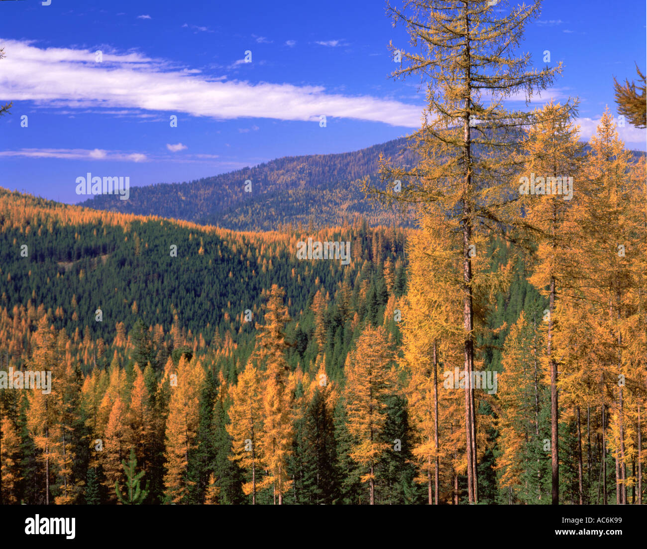 Colville national forest wa stand hi-res stock photography and images ...